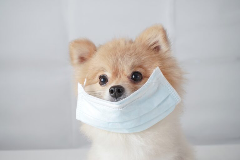 Pomeranians: Everything You Need to Know About This Dog Breed - Petsmartgo