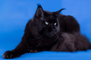 Fascinating Facts About The Black Maine Coon Cat And Its Appearance and ...