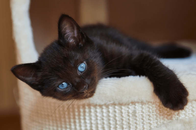 Black Cat With Blue Eyes As Its Most Attractive Appearance - Petsmartgo