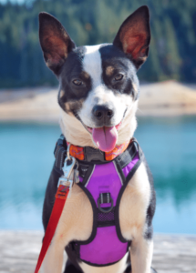 The McNab Dog – Everything You Need to Know Before You Adopt One ...