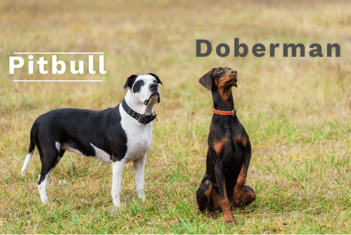 Doberman Mixed Pitbull Breed | Information, Pictures, Characteristics ...
