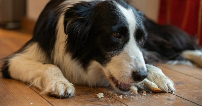 Can Dogs Eat Sourdough Bread: What to Know and How to Do It Safe ...