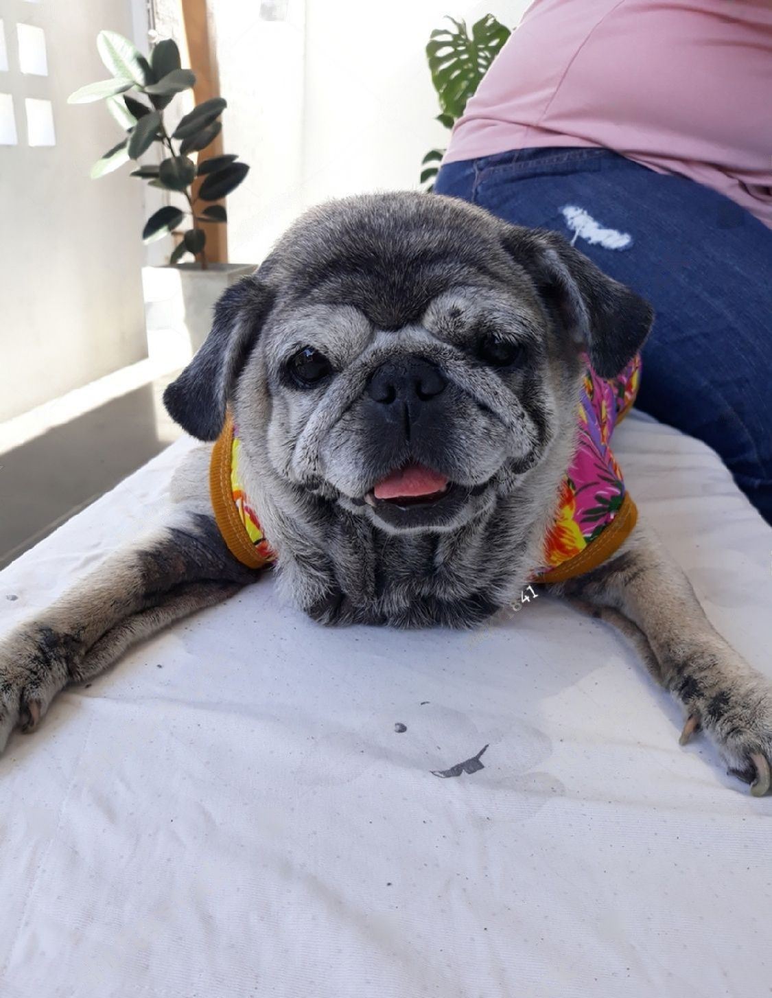 When Do A Pugs Baby Teeth Fall Out? - Petsmartgo