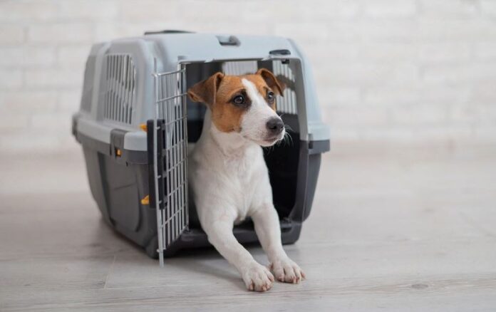 How to Choose the Right PetSmart Crates for Your Dogs - Petsmart
