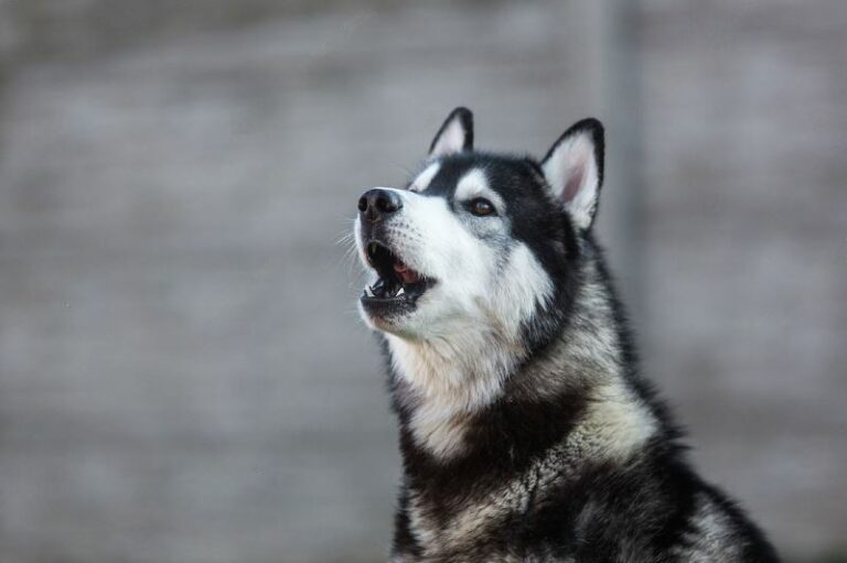 Why Do Huskies Scream? (7 Reasons Why) - Petsmartgo