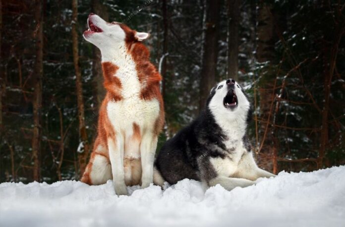 Why Do Huskies Scream? (7 Reasons Why) - Petsmartgo