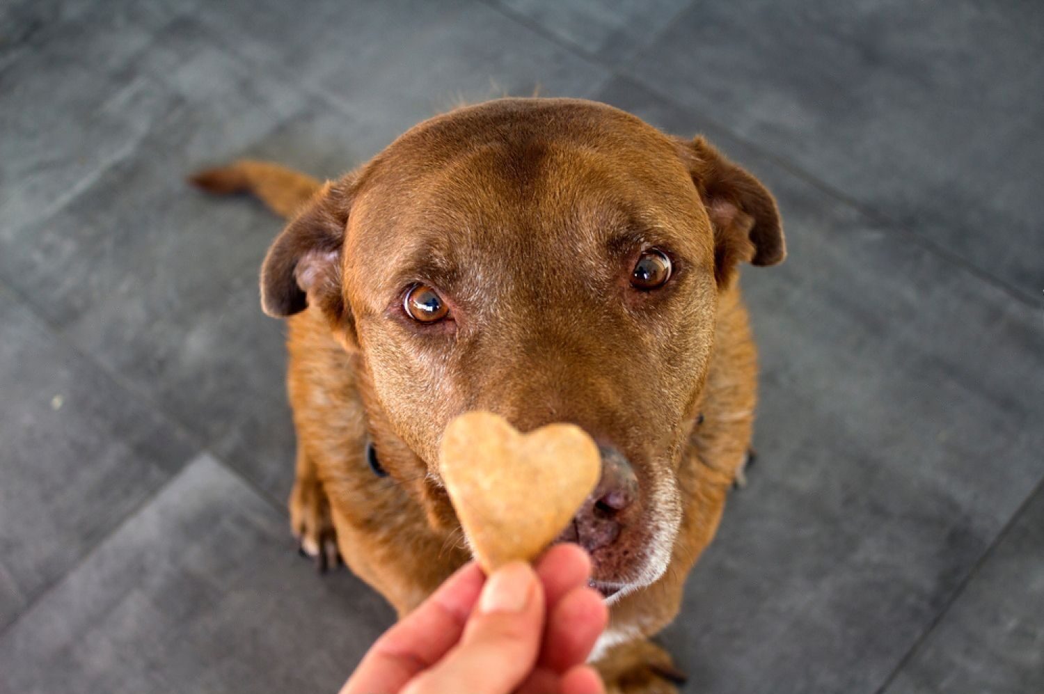 Dog Obedience Training How To Train Your Dog With Treats Praise And