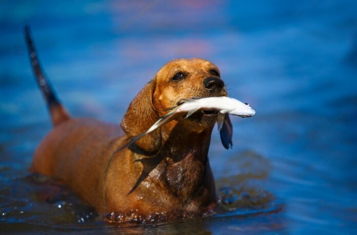 The Perfect Name For Your Fishing Companion: 200+ Fishing Dog Names ...