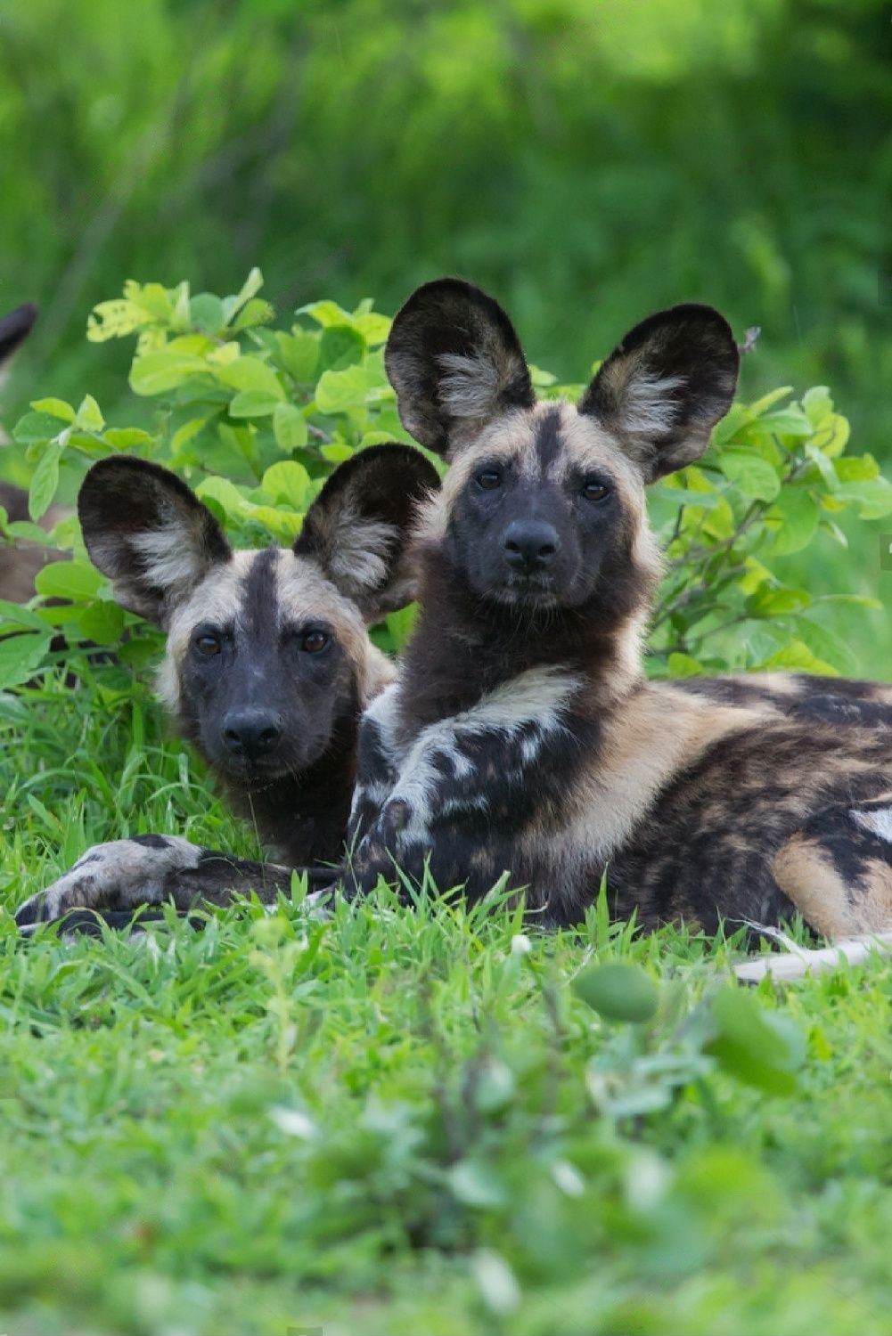 8 Facts About the African Wild Dog, One of the World's Most Endangered ...