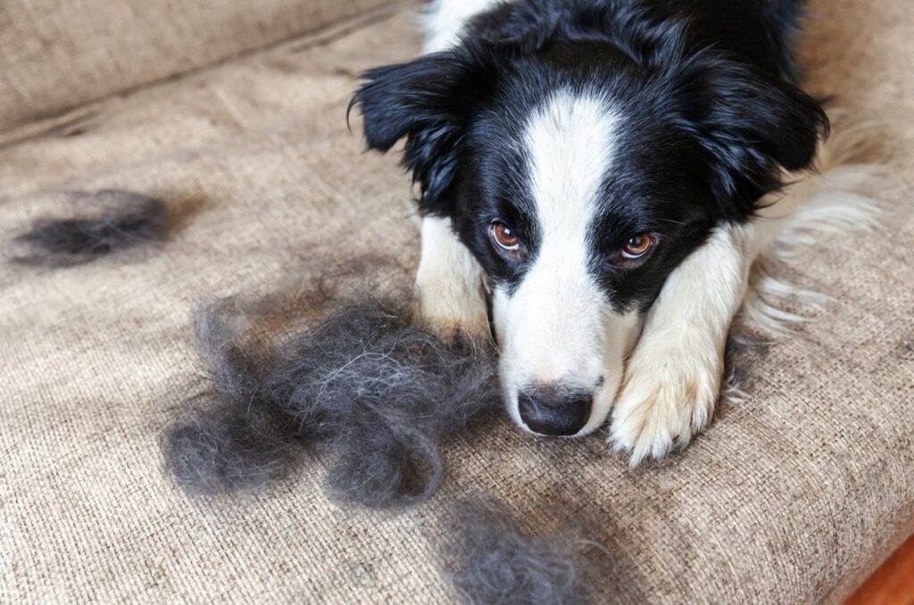 Border Collie Shedding How To Keep Your Dog s Coat Healthy And Beautiful Petsmart