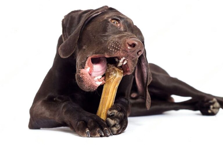 Real Reasons Why Dogs Love Bone - Petsmartgo