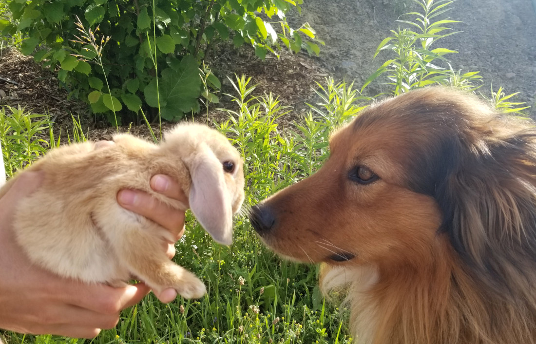 13 Common Dog Breeds That Kills Rabbit - Petsmartgo
