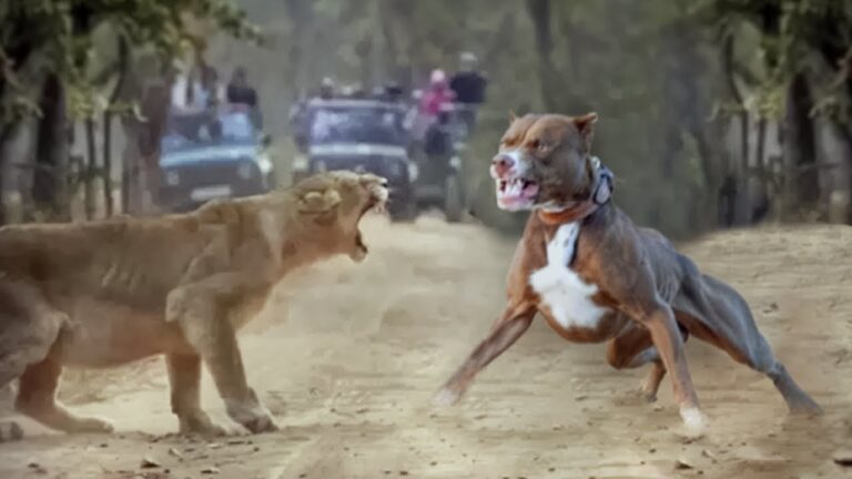Lion vs Pitbull: Who Would Win In A Fight - Petsmartgo