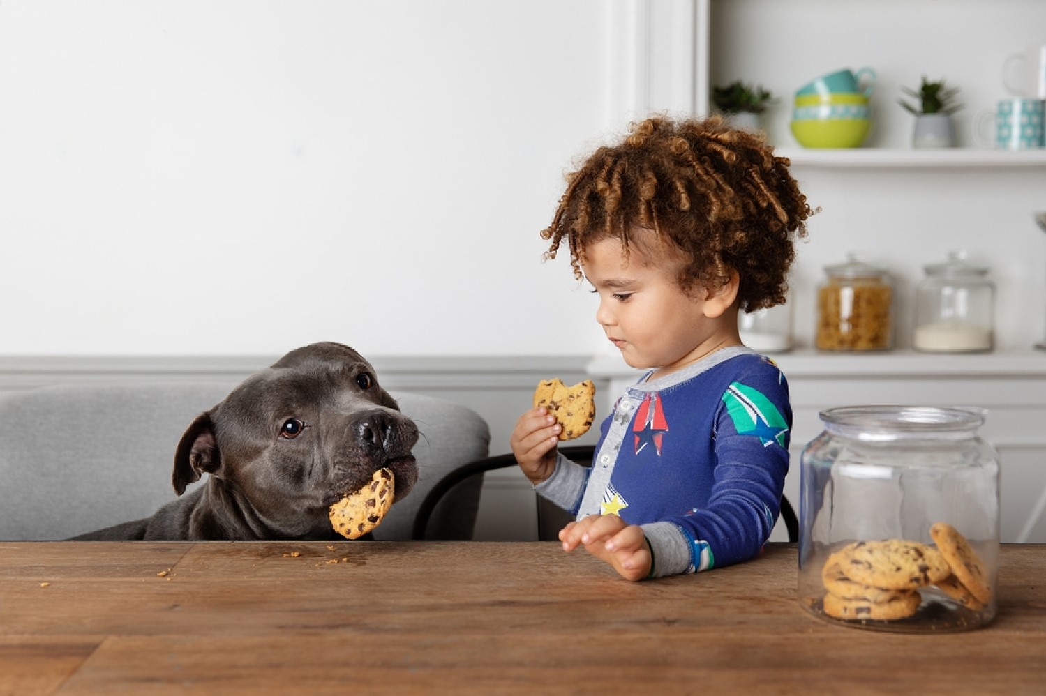 Can Dogs Eat Cookie Dough? [2023 Updated] - Petsmartgo