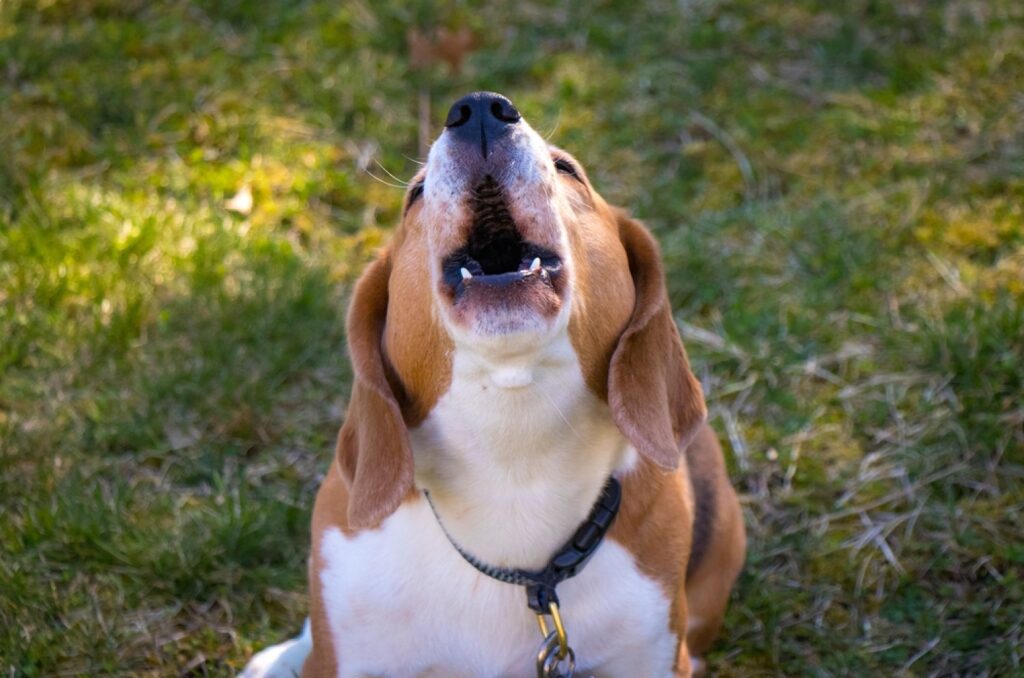 Dog Barking Laws What You Need To Know Petsmartgo Dog Barking Laws What You Need To Know Petsmartgo
