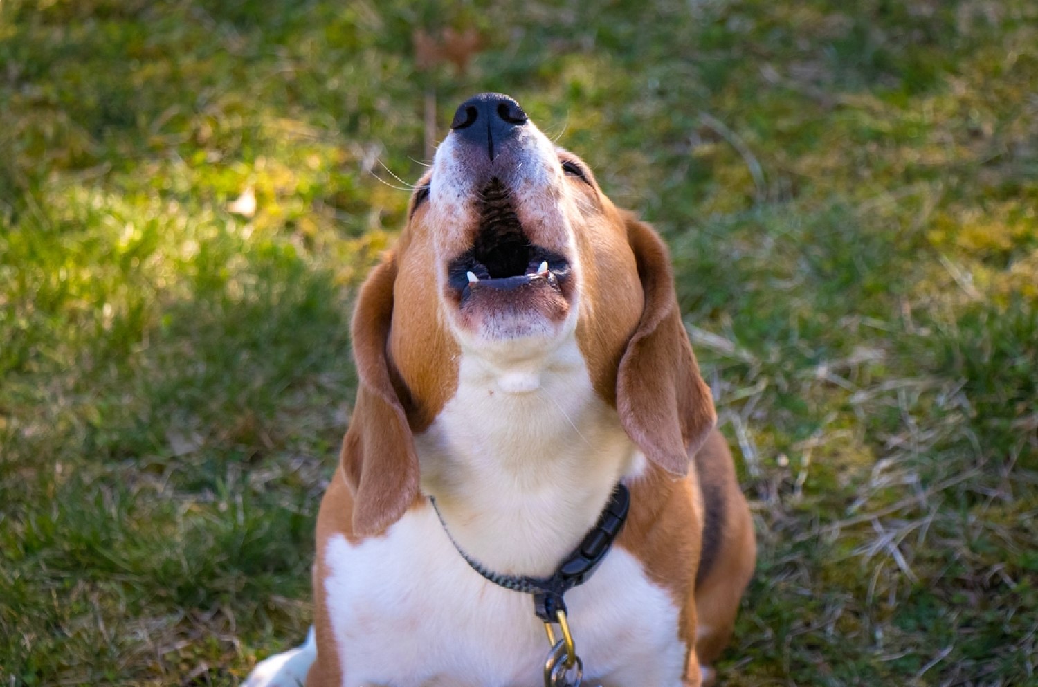 Dog Barking Laws What You Need To Know Petsmartgo Dog Barking Laws What You Need To Know Petsmartgo