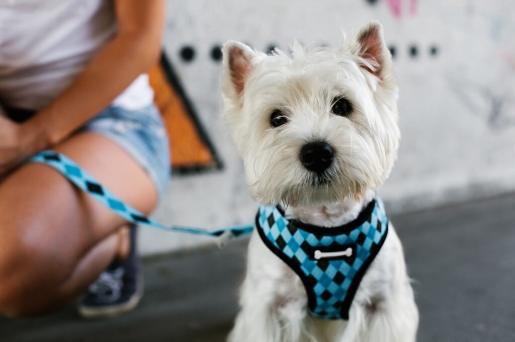 The Perfect PetSmart Dog Harness for Your Furry Friend - Petsmartgo