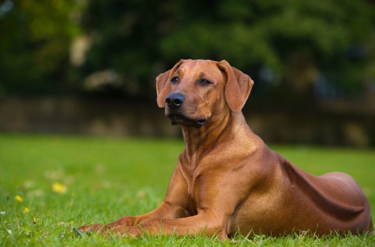 Rhoback Dogs: The Perfect Pet for Any Home - Petsmartgo