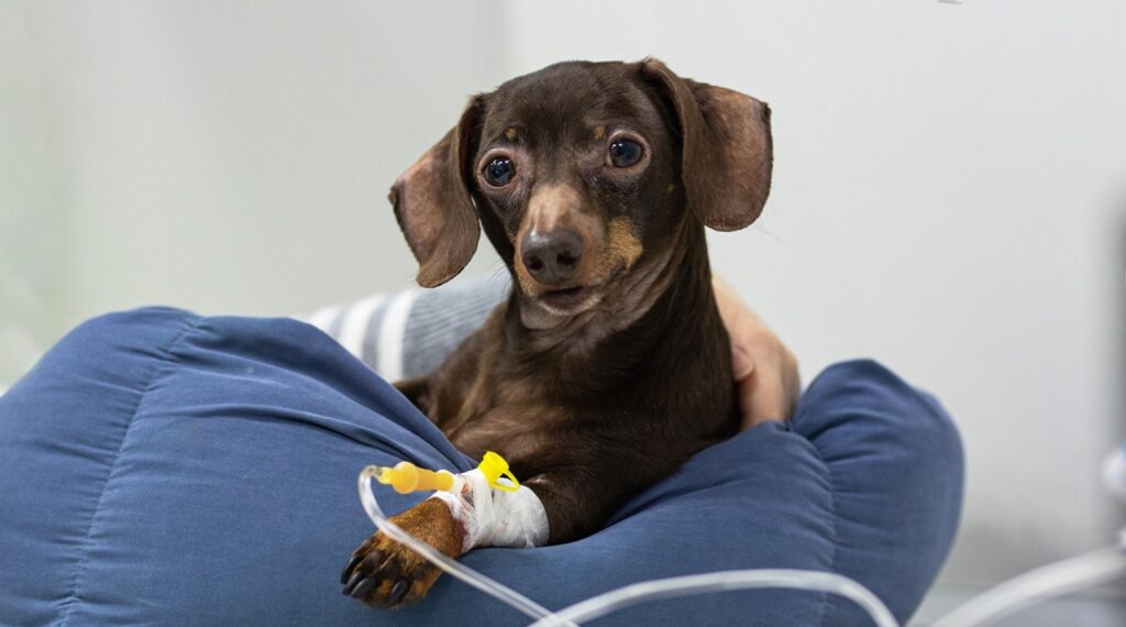 The Side Effect Of Dog IV Fluid: What You Need To Know - Petsmartgo