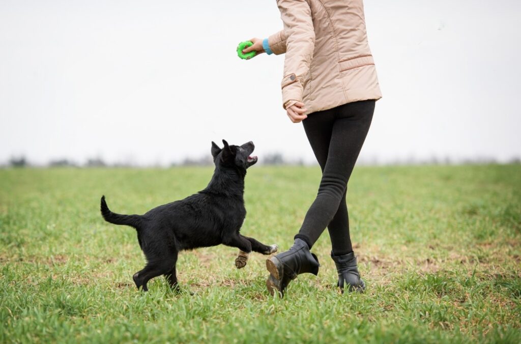 What To Do If An Aggressive Dog Approaches You