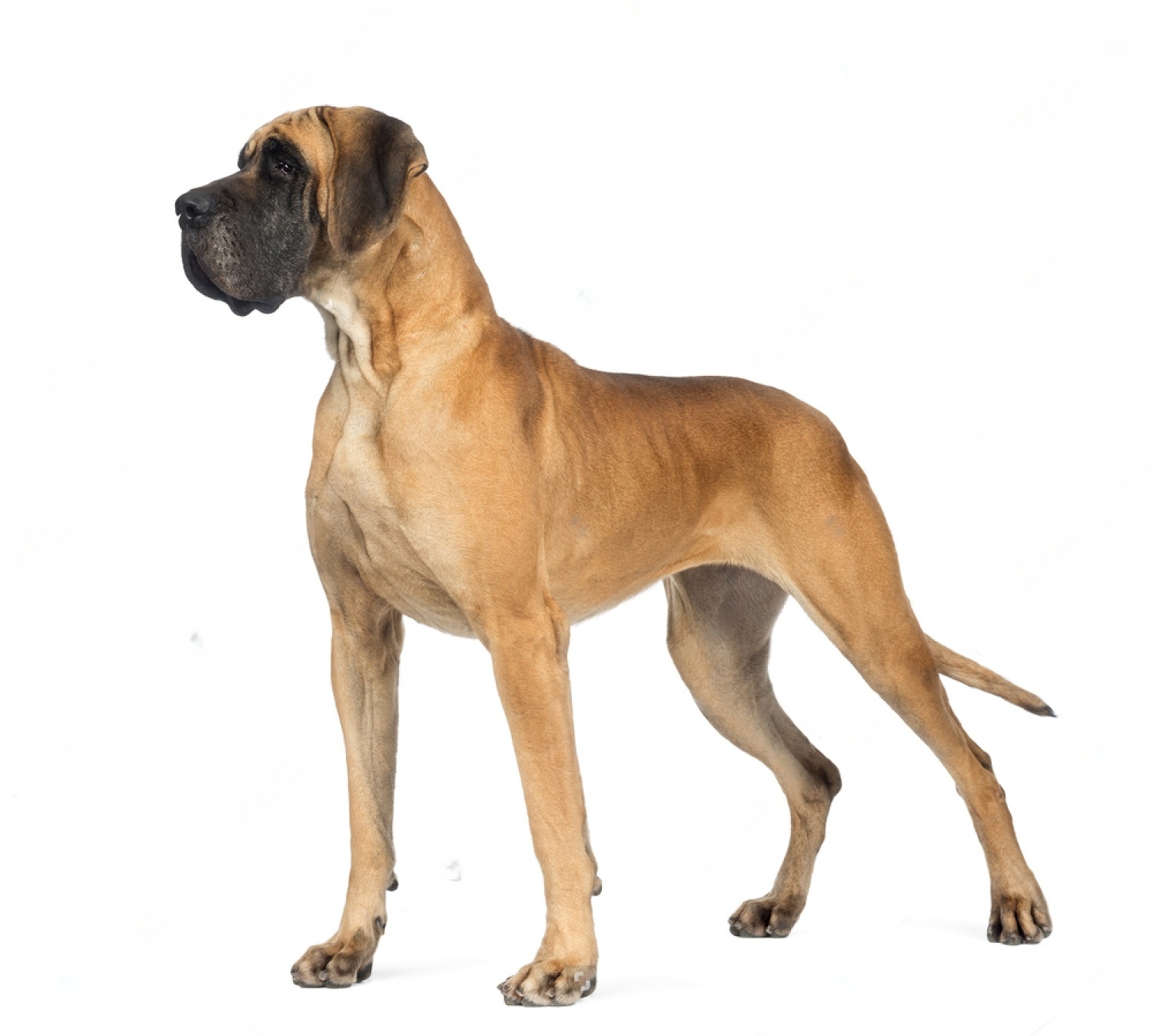 Blood Blister On Dog Why And What To Do Petsmartgo Blood Blister On Dog Why And What To Do Petsmartgo