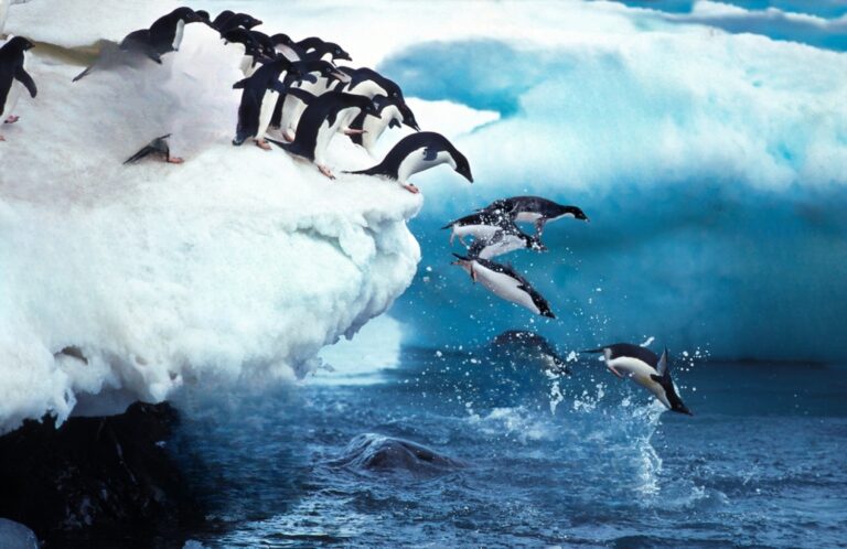 Are Penguins Birds? Guess What? - Petsmartgo