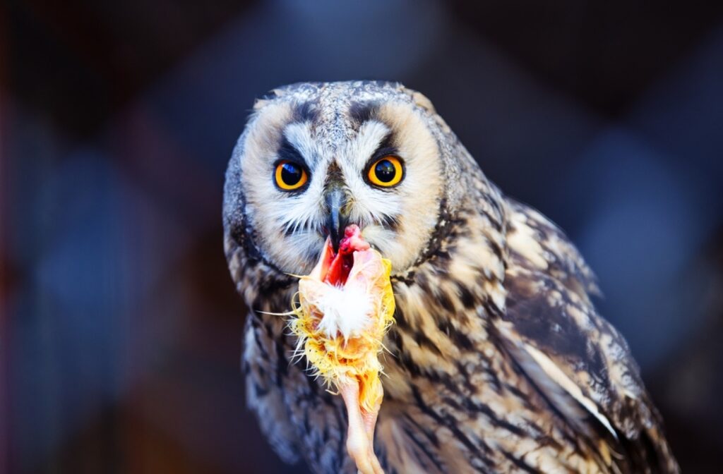 Do Owls Eat Birds? - Petsmartgo