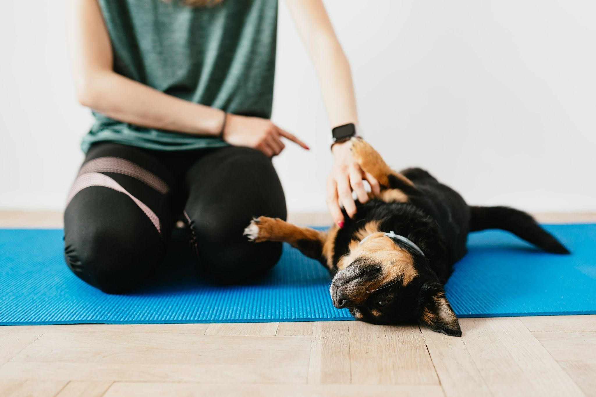 Teaching Your Dog Basic Commands What Every Pup Should Know Petsmart
