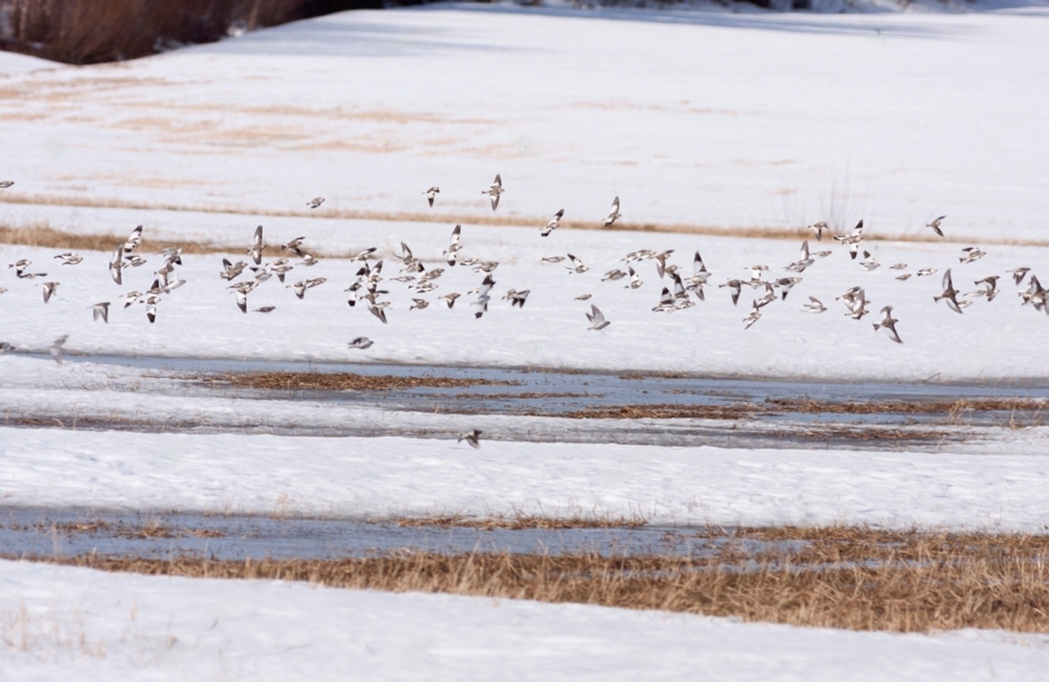 Where Do Birds Go In The Winter - Petsmartgo