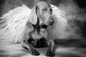 Where Do Dogs Go When They Die: Understanding the Beliefs and Theories ...