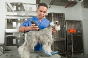 Everything You Need To Know About Dog Grooming at Petsmart - Petsmartgo