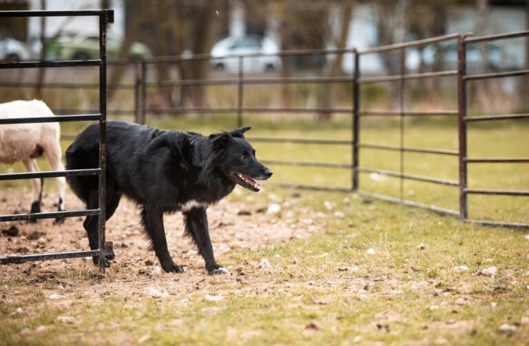 Black Australian Shepherd - Petsmartgo