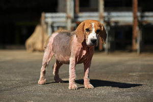 Demodicosis in Dogs, What Are the Symptoms and the Treatment for Your ...