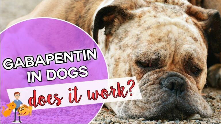 Gabapentin Side Effects in Dogs: What You Need to Know - Petsmartgo