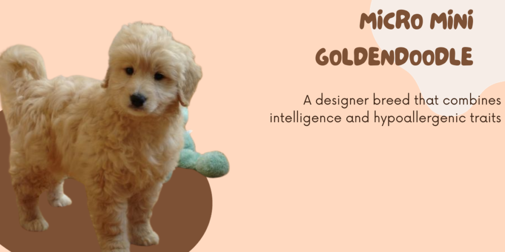 Micro Mini Goldendoodle - Petsmartgo