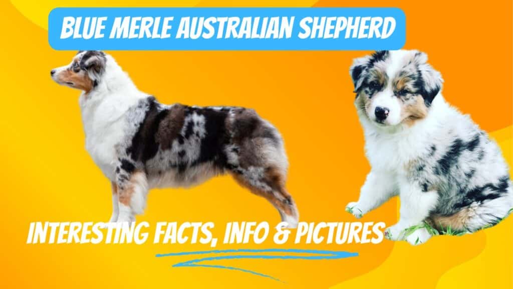 Blue Merle Australian Shepherd - Petsmartgo