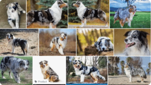 Blue Merle Australian Shepherd - Petsmartgo