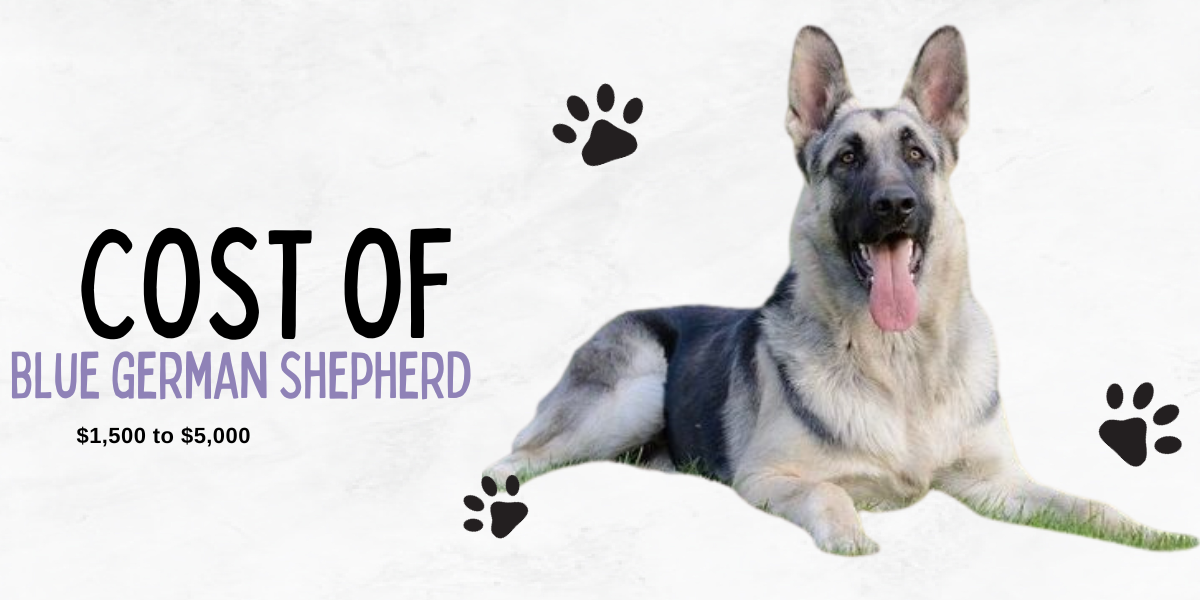 Blue German Shepherd - Petsmartgo