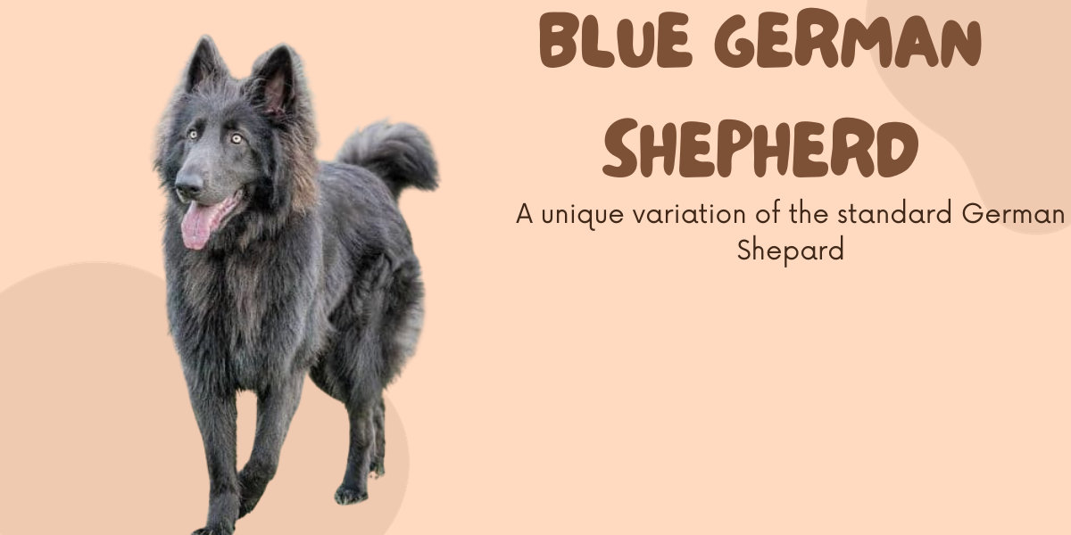 Blue German Shepherd - Petsmartgo