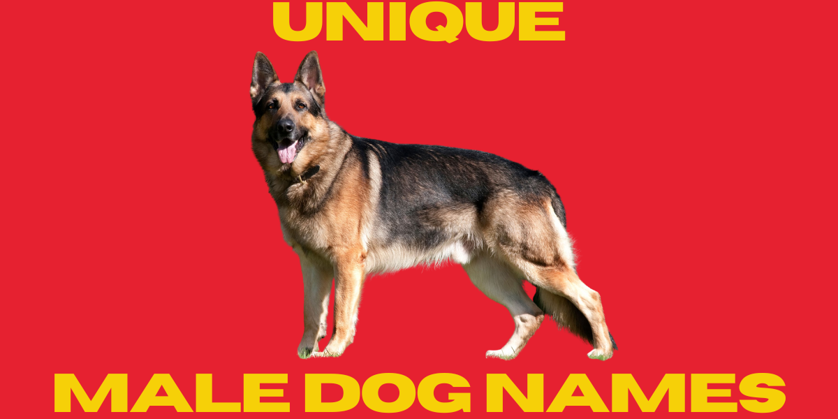 199 Unique Male Dog Names - Petsmartgo