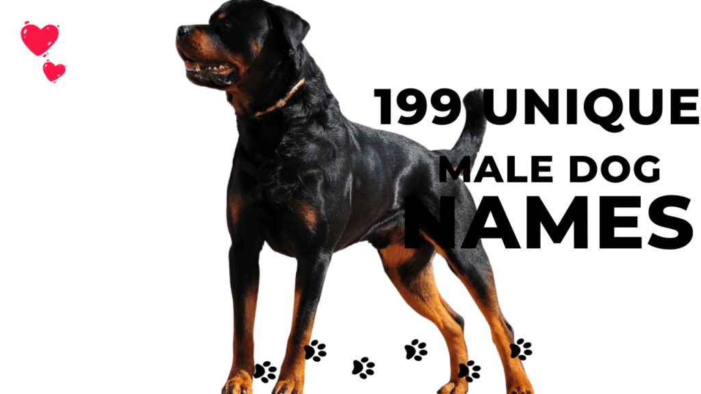 199 Unique Male Dog Names - Petsmartgo