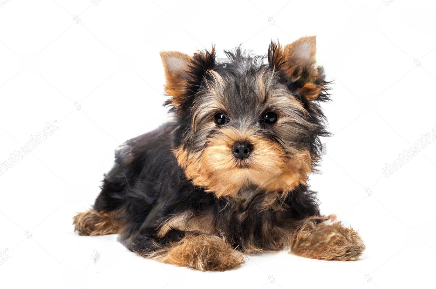 Beyond Fluffiness: Raising Happy and Healthy Yorkie Puppies
